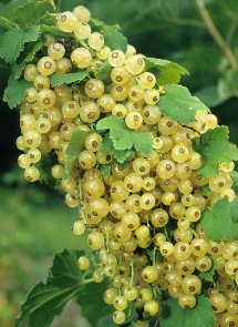 Werdavia - Witte bes